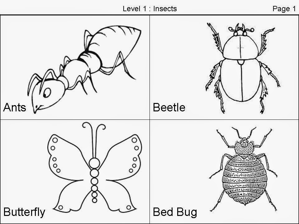 The Wheel Of Learning: Insects