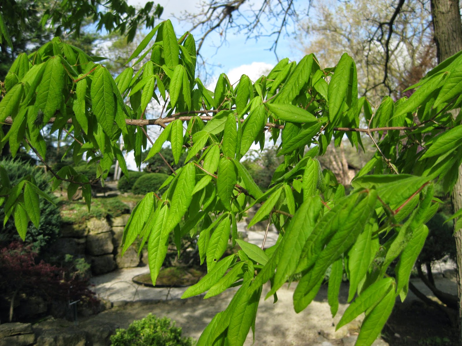 Rotary Botanical Gardens - Hort Blog: Three-Flower Maple (Acer triflorum)