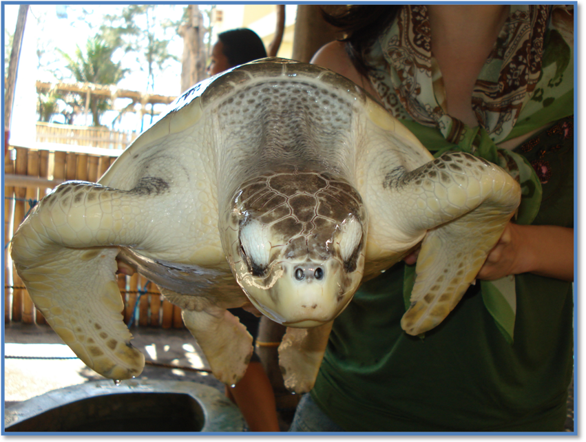 AngelCent: Pawikan Conservation Center