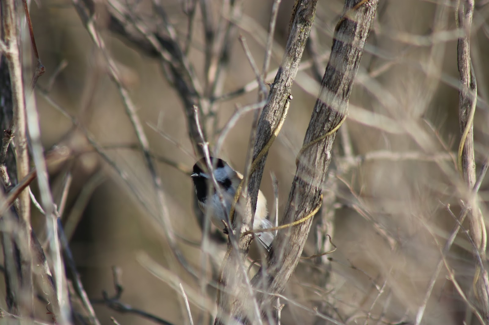 Our Retirement Days: Winter birds seen from afar