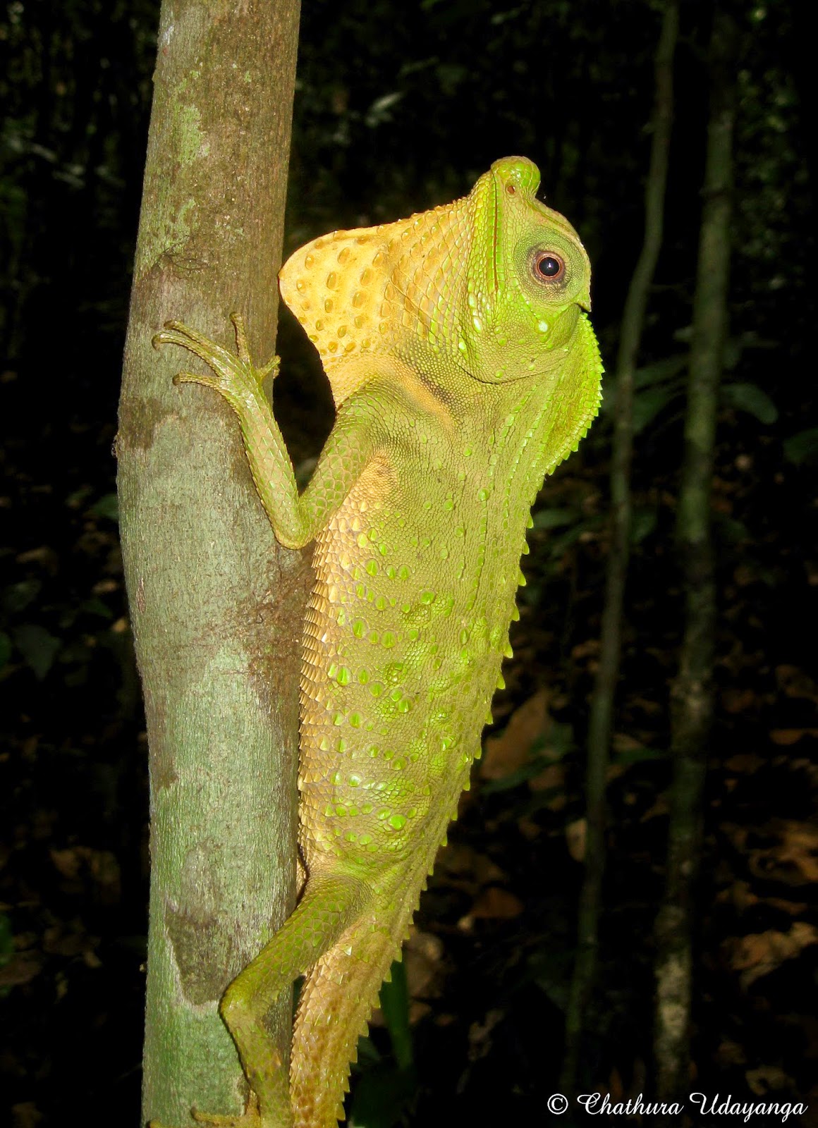 Nature Of Srilanka: Lyriocephalus scutatus (Linnaeus, 1758); Hump-nosed ...