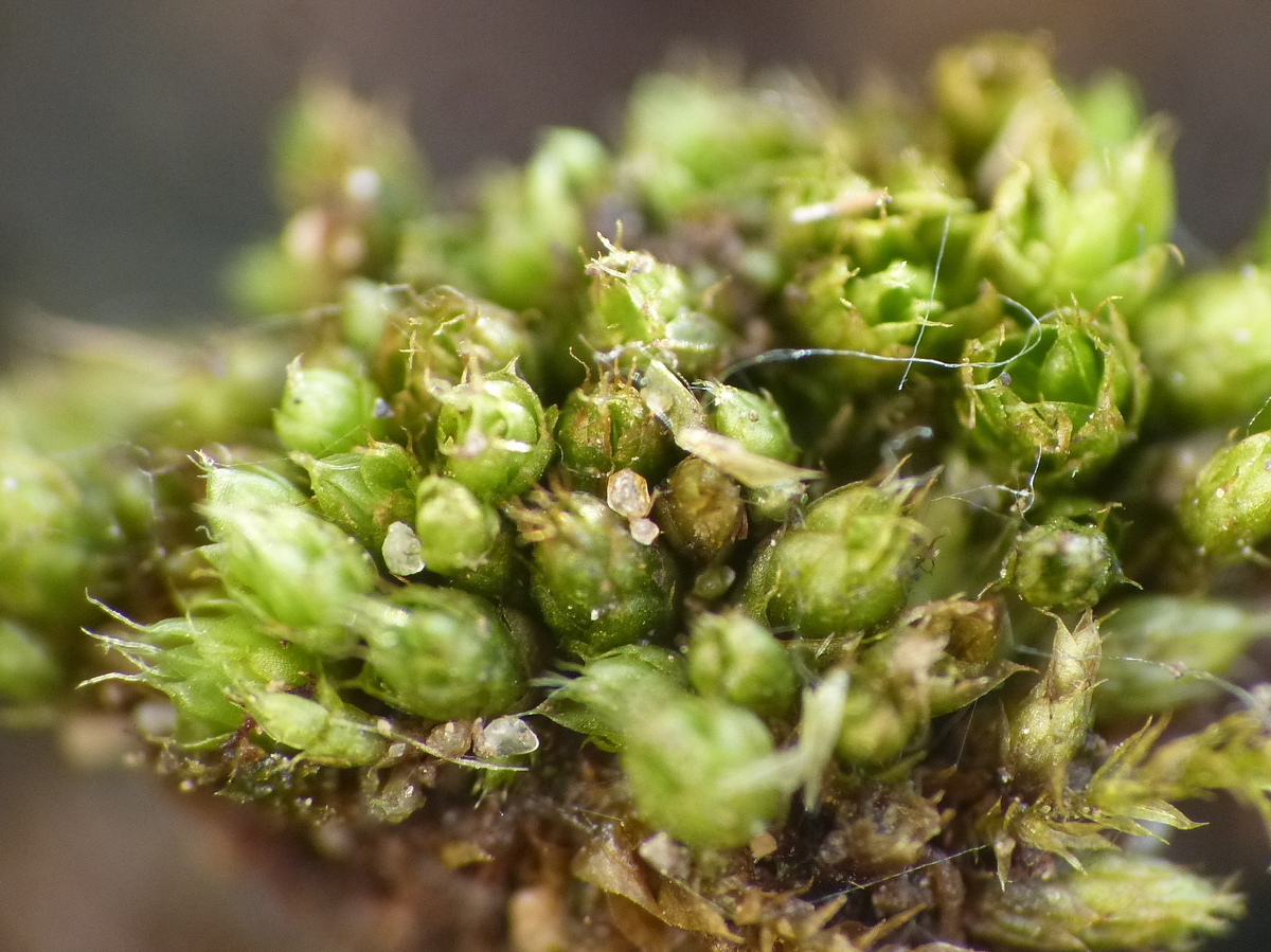 South Wales Bryophytes: Aberthaw shingle