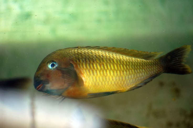 Tropheus'um: Tropheus Pictures-Tropheus Resimleri