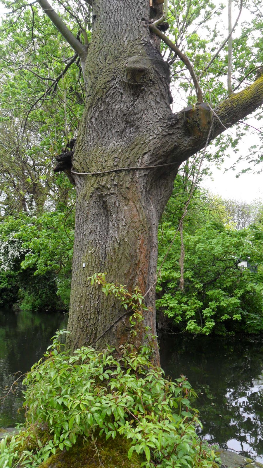 Worcester College Gardeners 2009-2018: Roses Grown On Rope