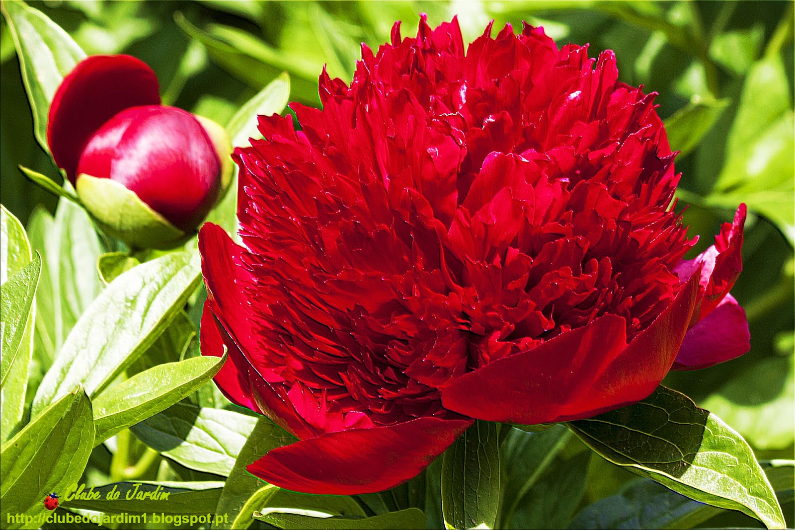 Peónia - A Flor do Oriente - Clube do Jardim