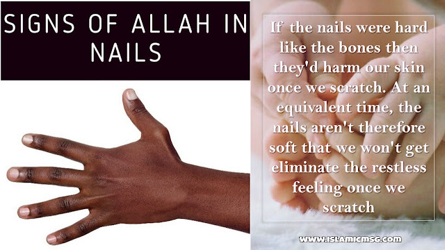 Sign of Allah in Body Parts Nails - Islam