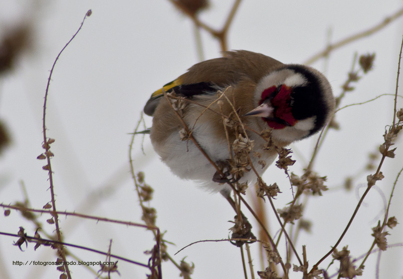 In linii mari: Pasari: Carduelis carduelis (Sticlete)