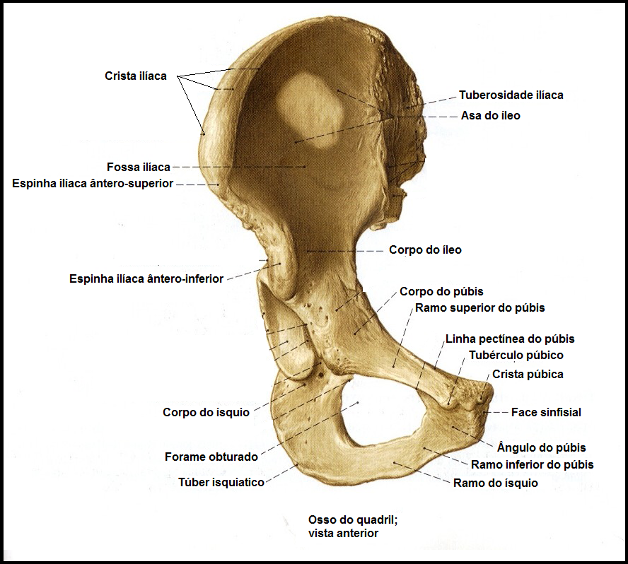 Atlas de Anatomia Humano : Sistema Esquelético