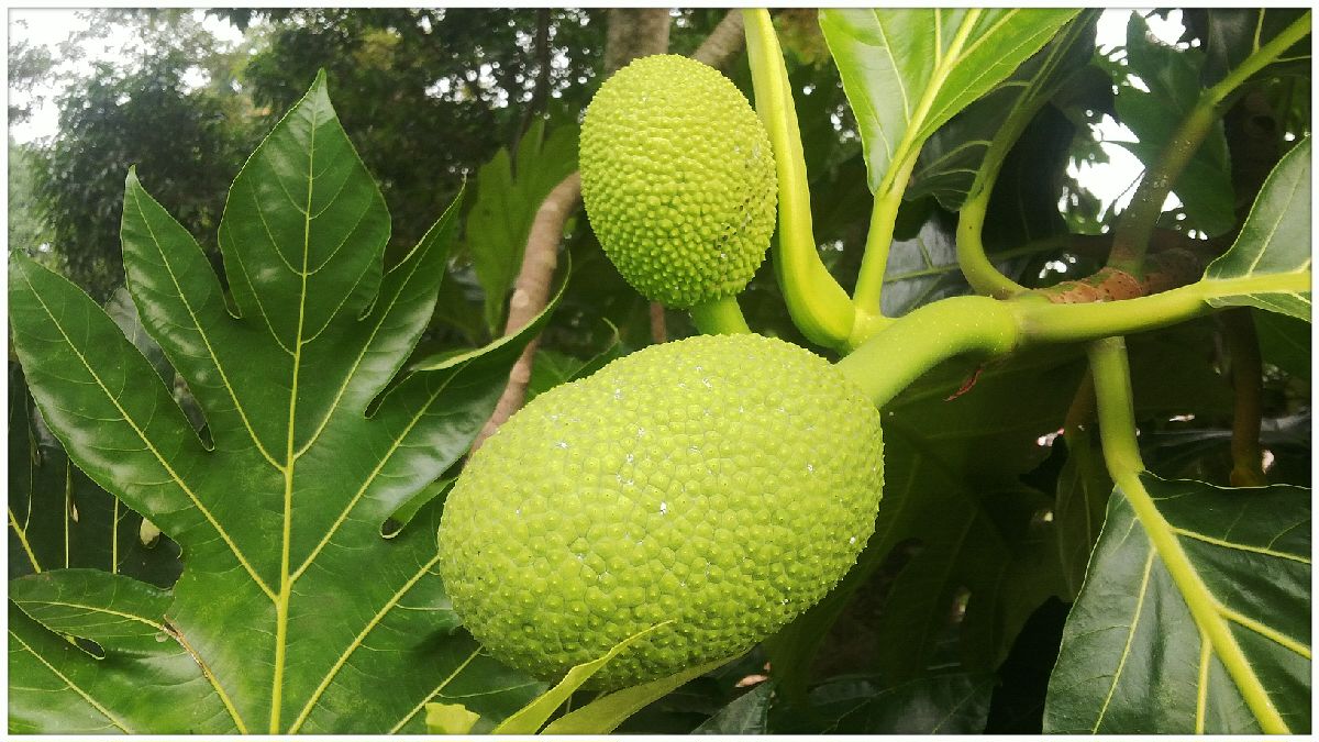 mrkumai.blogspot.com: Pokok Buah Sukun