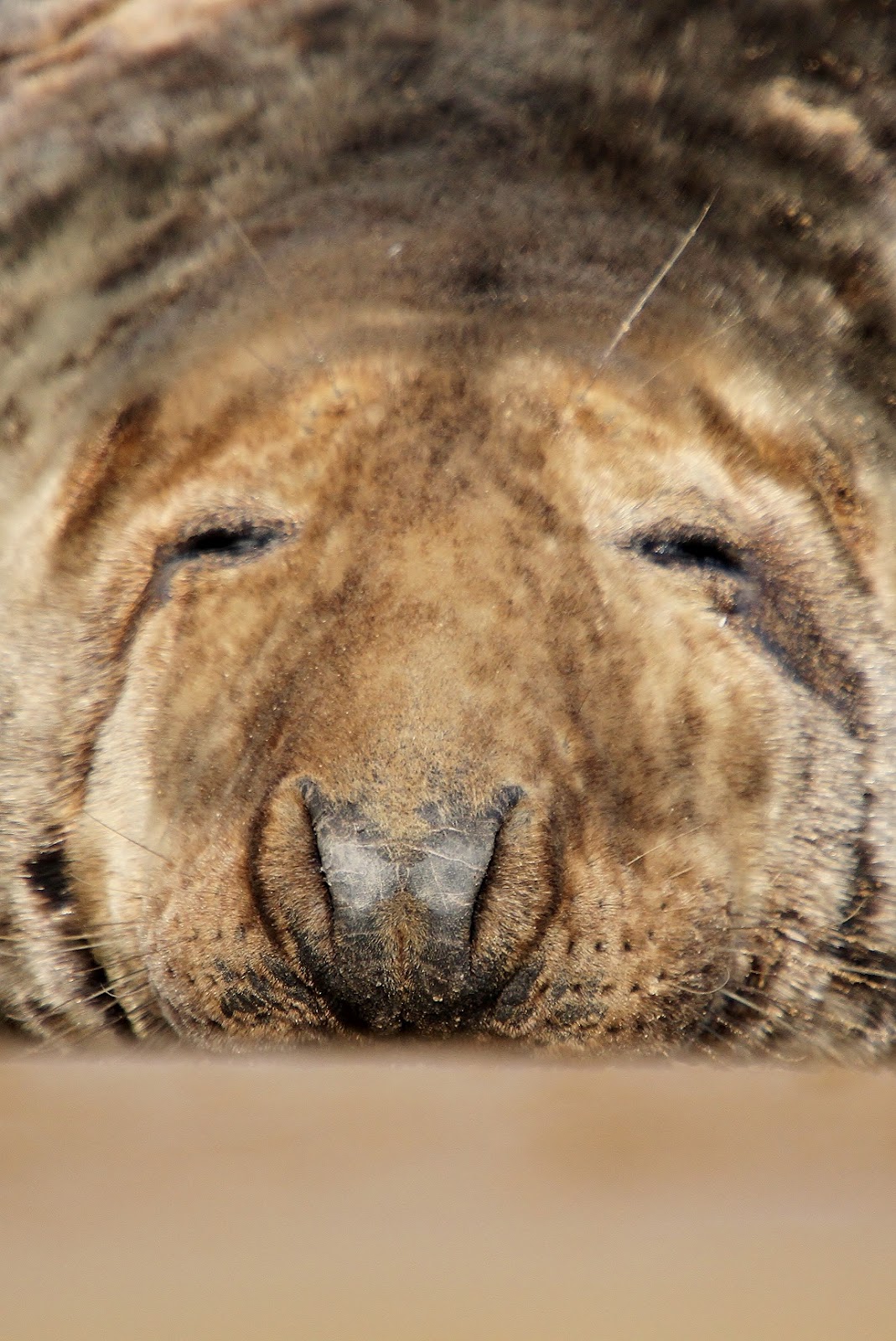 Anthony Bentley Wildlife Photography: Donna Nook Grey Seals