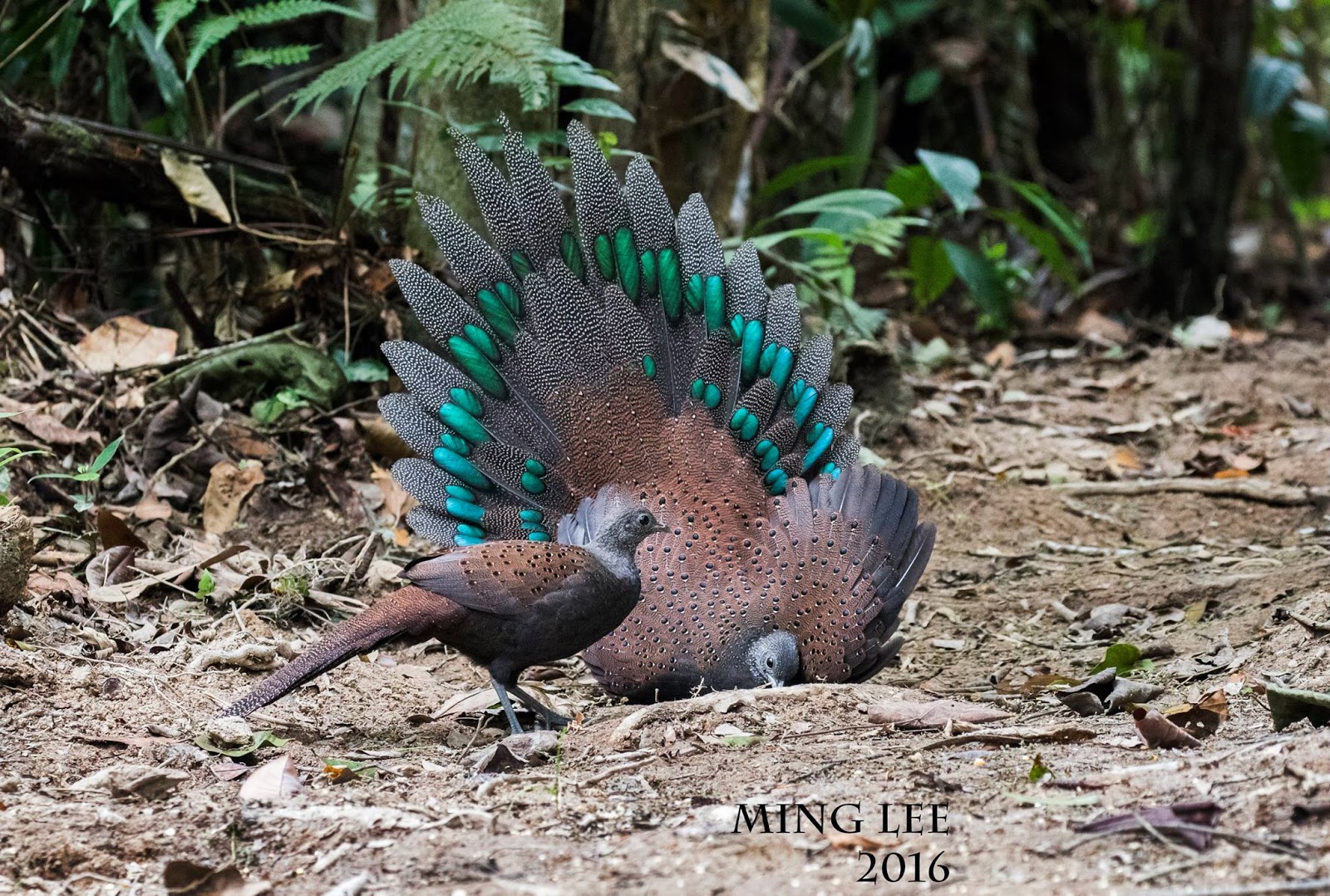Mike is the name Birding is the game ( Birding in Malaysia - Malaysian ...