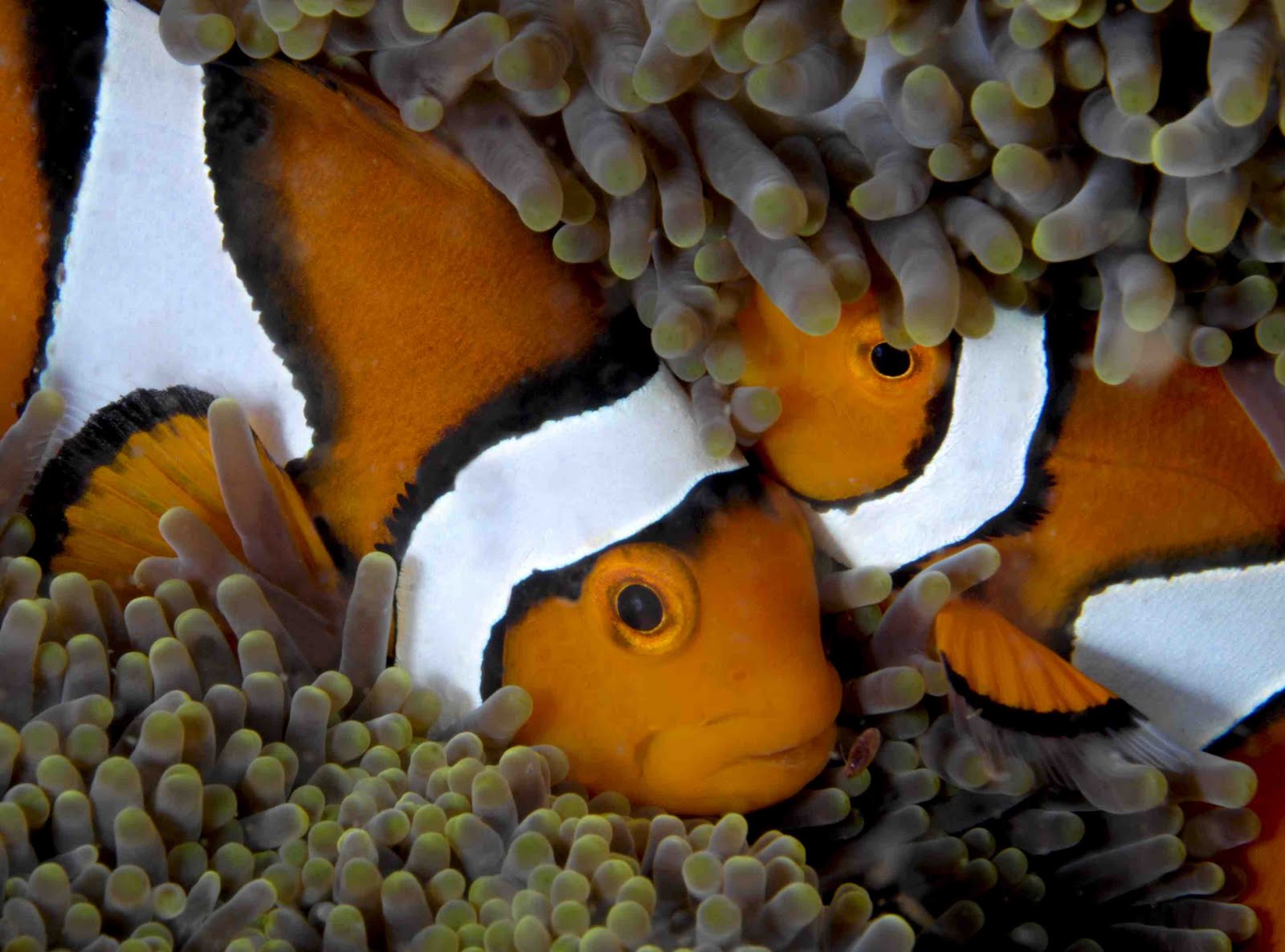 My Deep, Blue View: Pygmys, Wobbegongs, And Night Dives