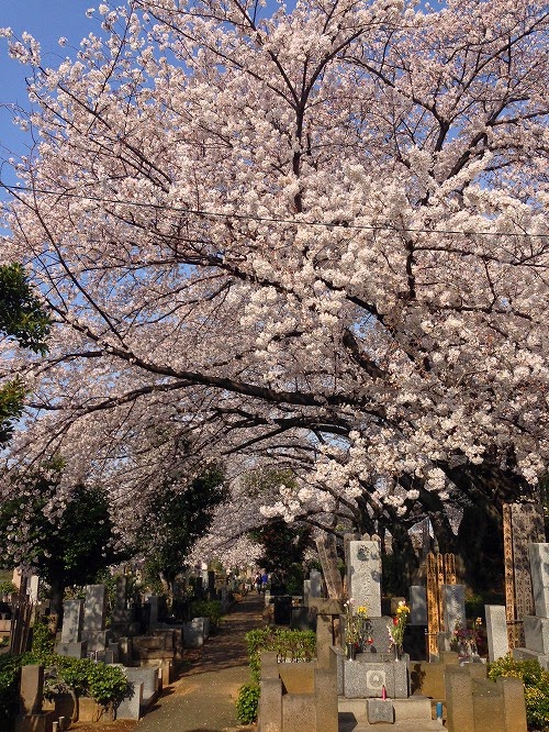 Komagome Cherry Blossom Exploring Map. Viewing in peace. - toneggs TOKYO