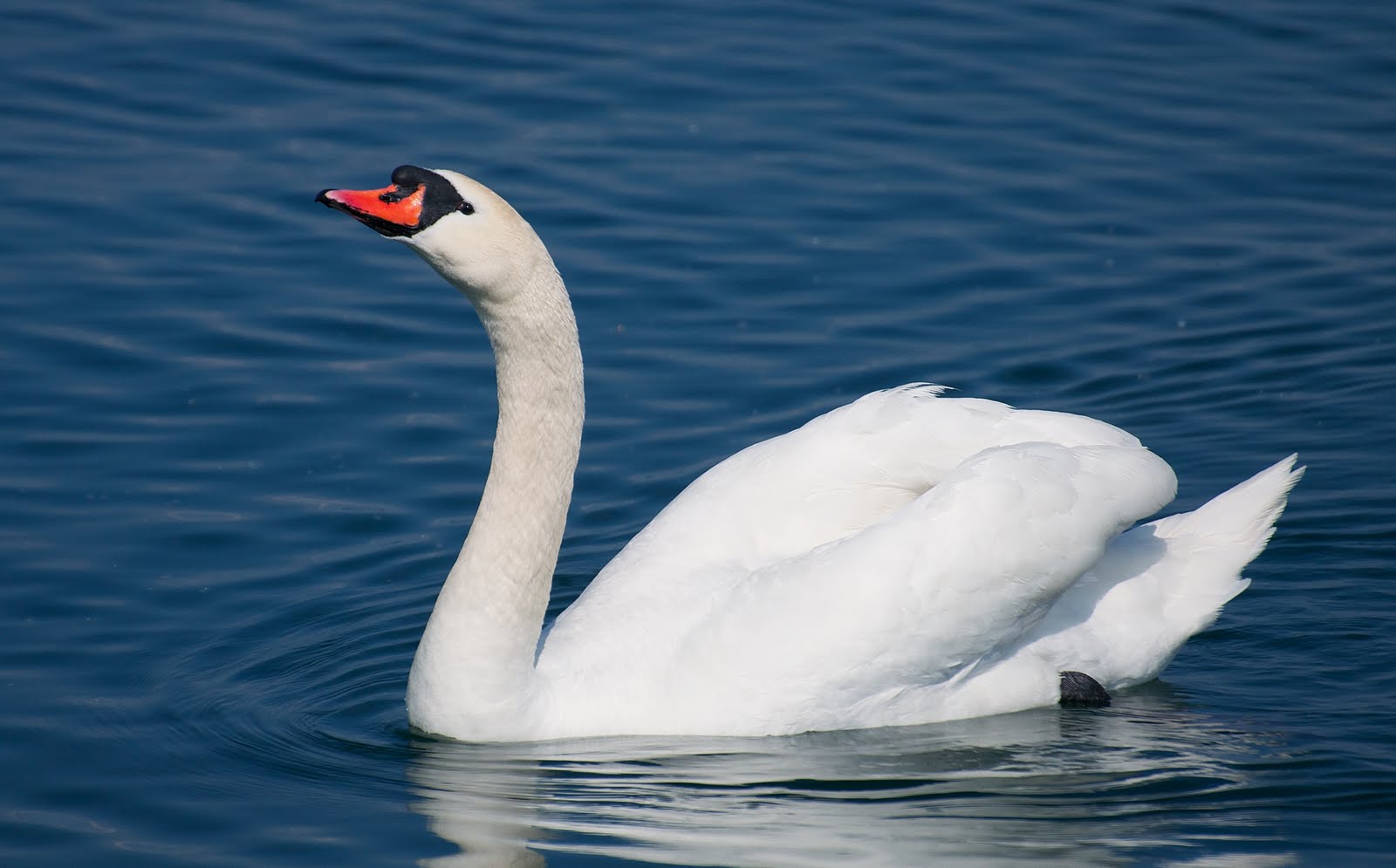 NW Bird Blog: Mute Swan