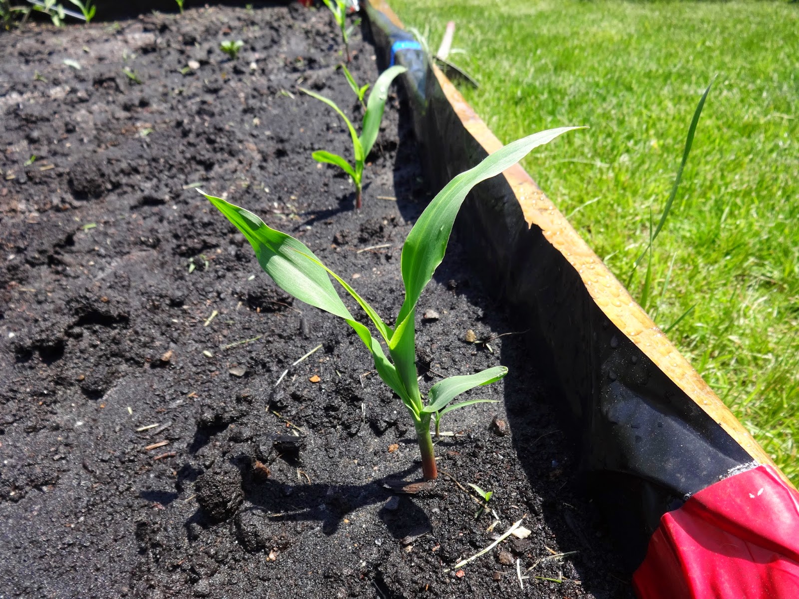 The Perennial Agriculturalist: sweet corn and a trap crop