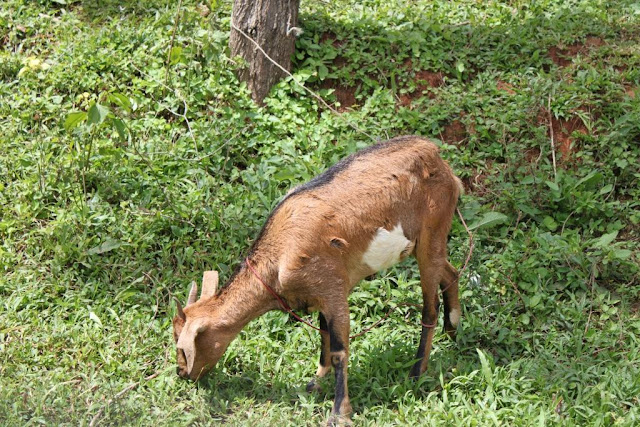 O Novo Selvagem: Animais domésticos de Timor-Leste