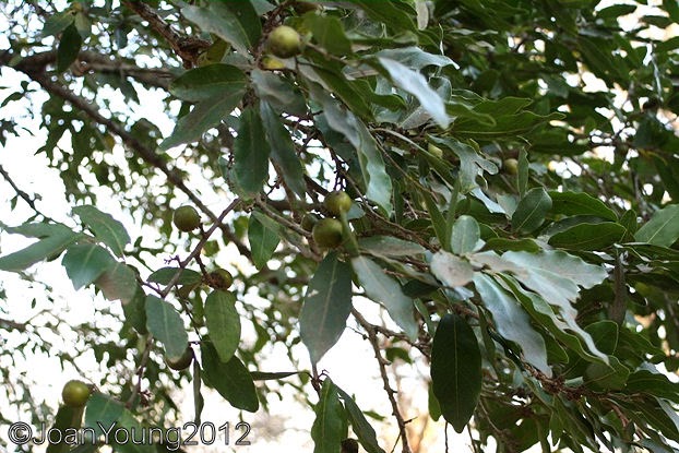 Natures World of Wonder: African Ebony / Jackal-berry (Diospyros ...