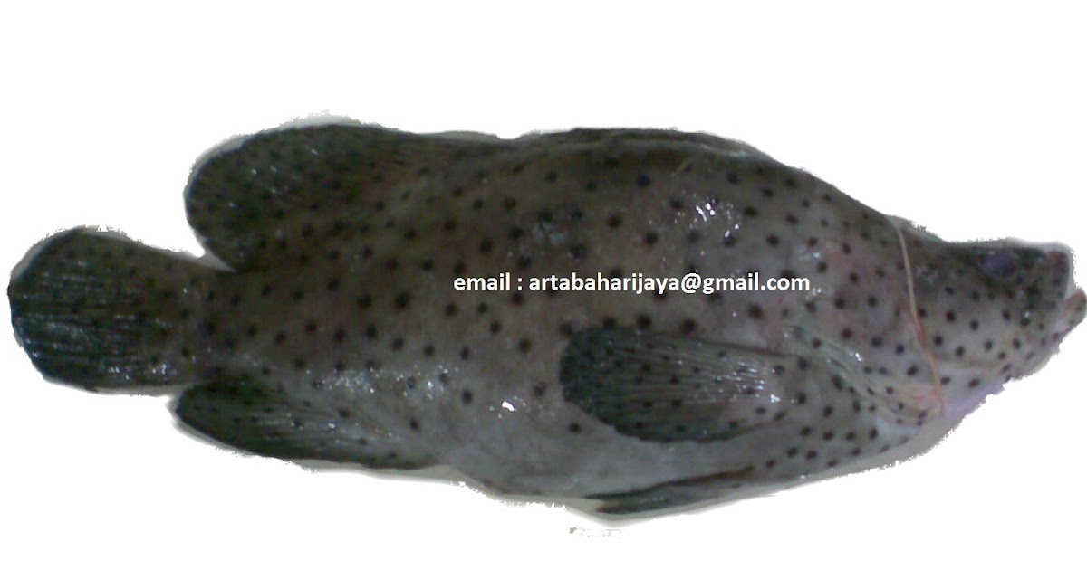 IKAN EXPOR: IKAN KERAPU TIKUS