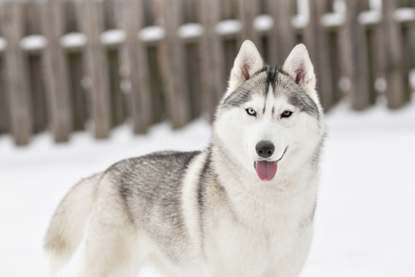 White Wolf : 10 Warm Facts About Huskies