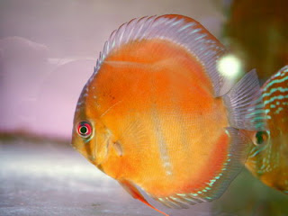 野生七彩神仙基因庫 Vivid wild Discus : wild discus Cuipeua red
