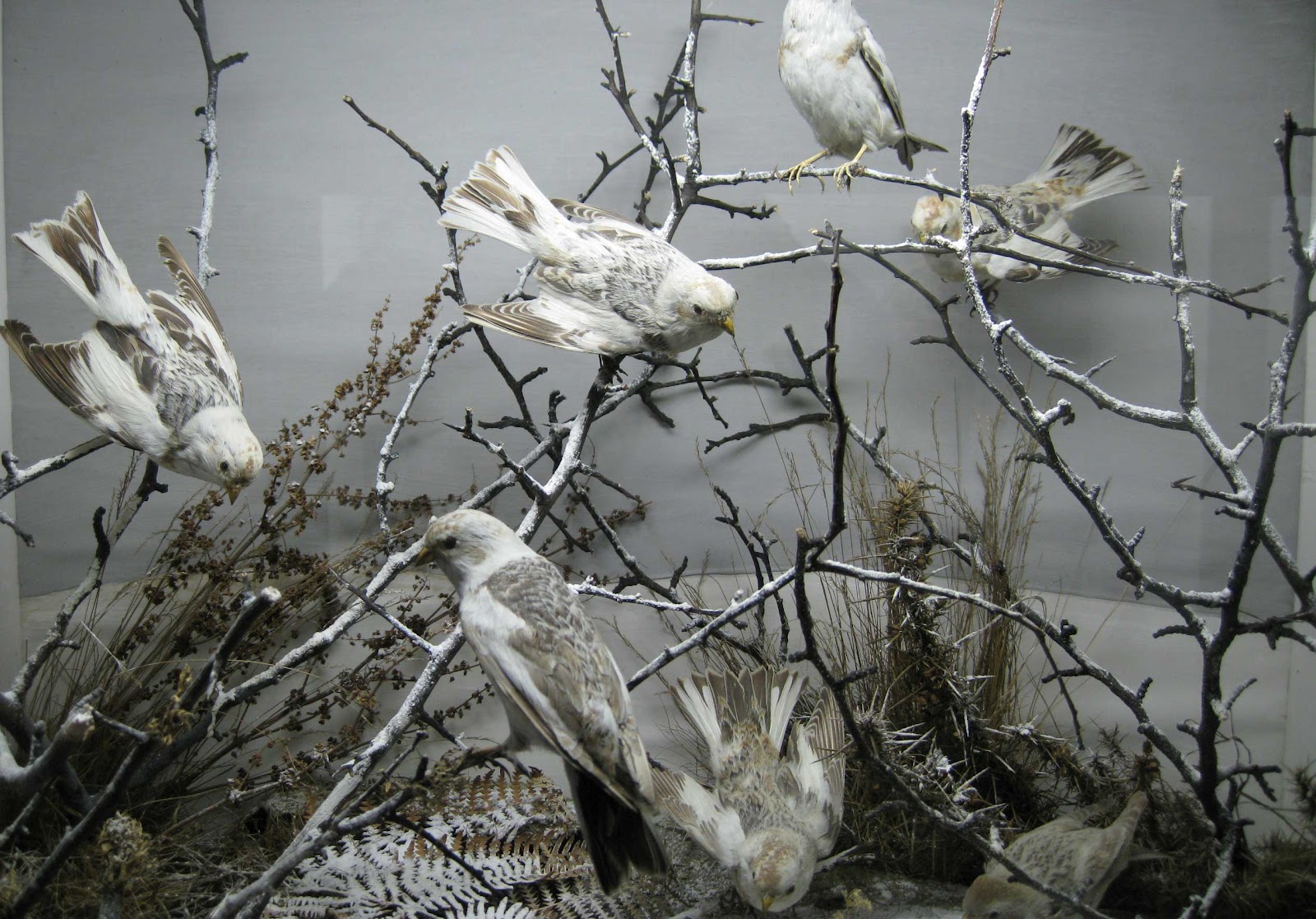 Pip Dickens | Paintings : Toward the Light - Touring Exhibition