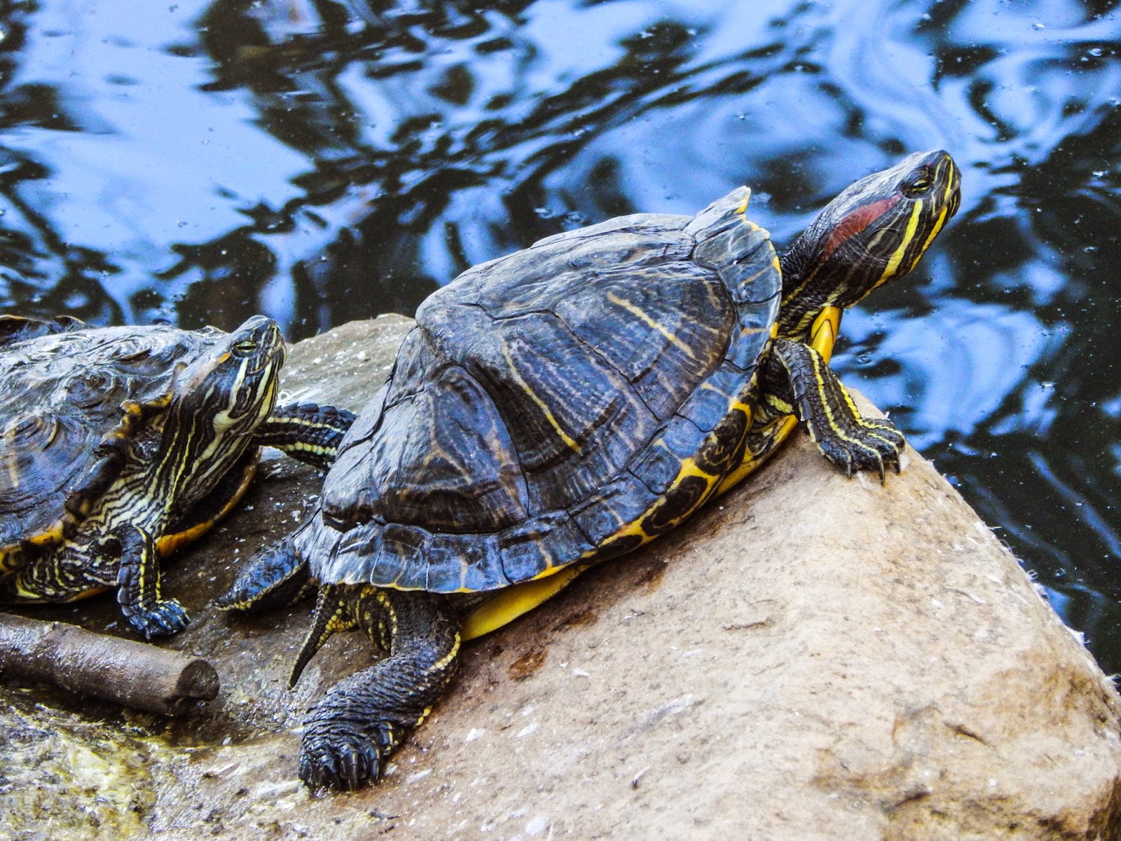 Walking Arizona: Box Turtles on a Rock