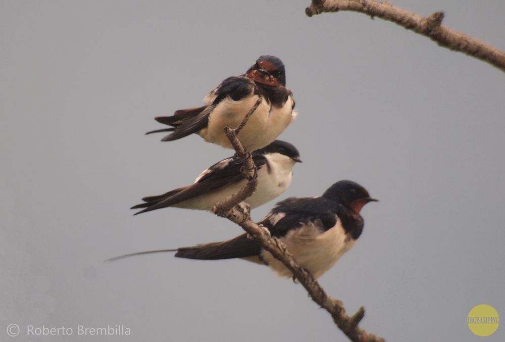 libereali: Ben tornate rondini…