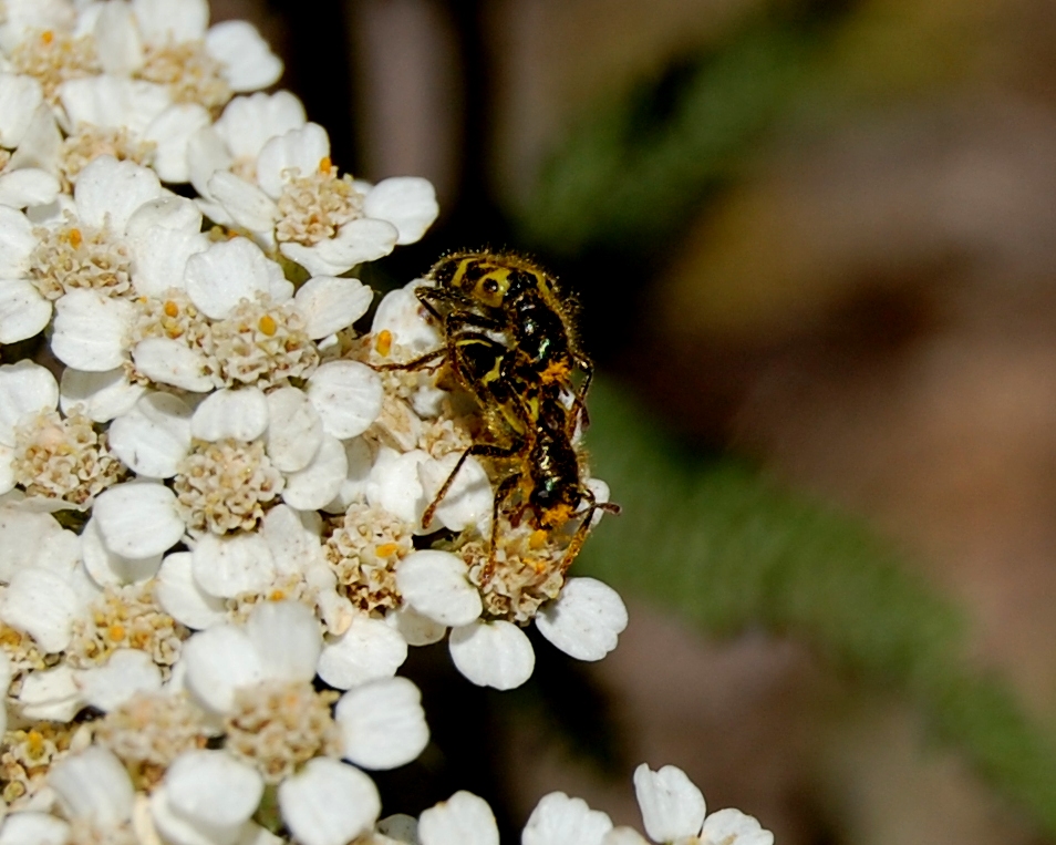 blackoaknaturalist: Hypermetamorphosis