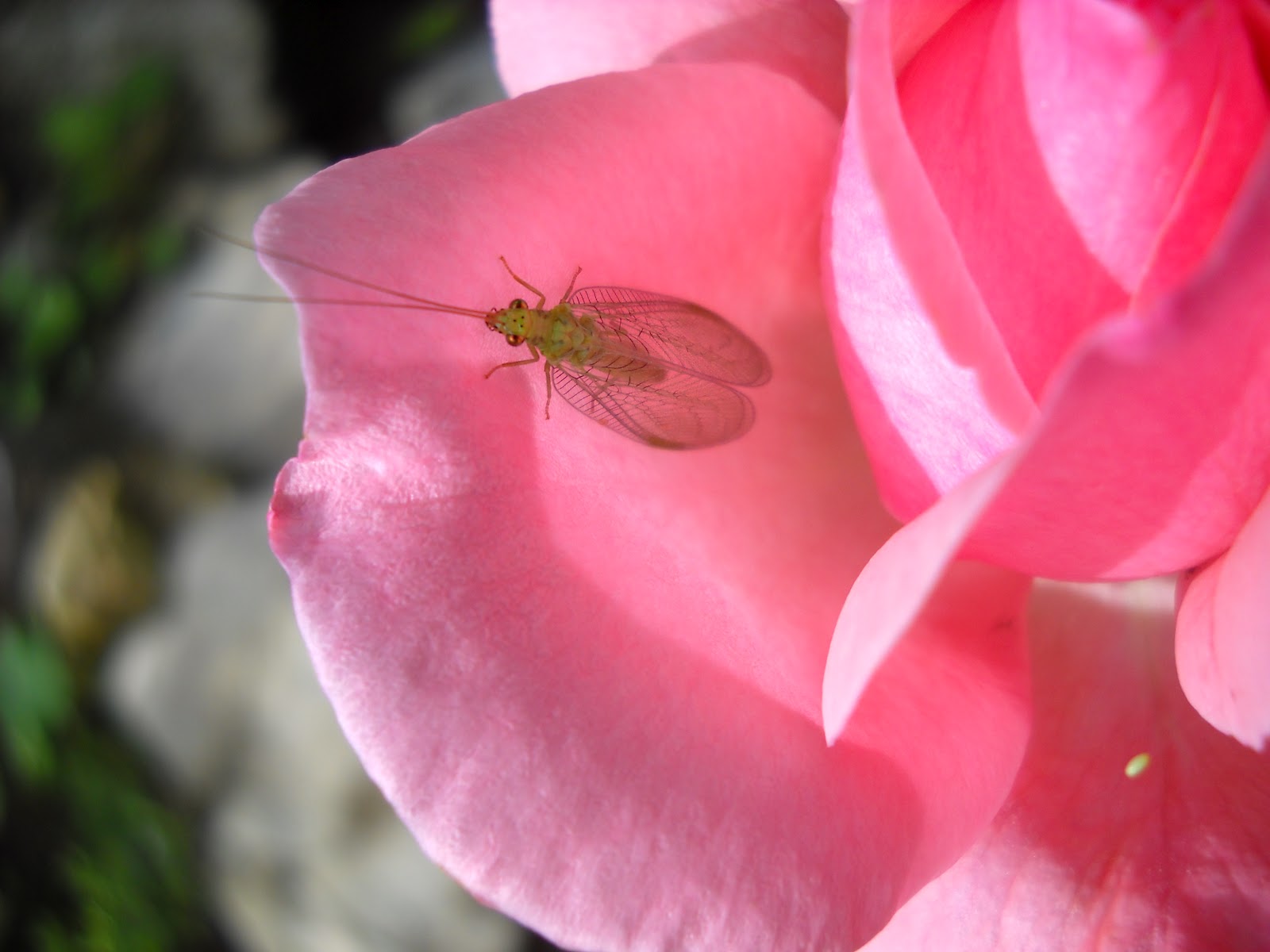 HORTA À PORTA: CHRYSOPIDAE (CRISOPAS-VERDES)