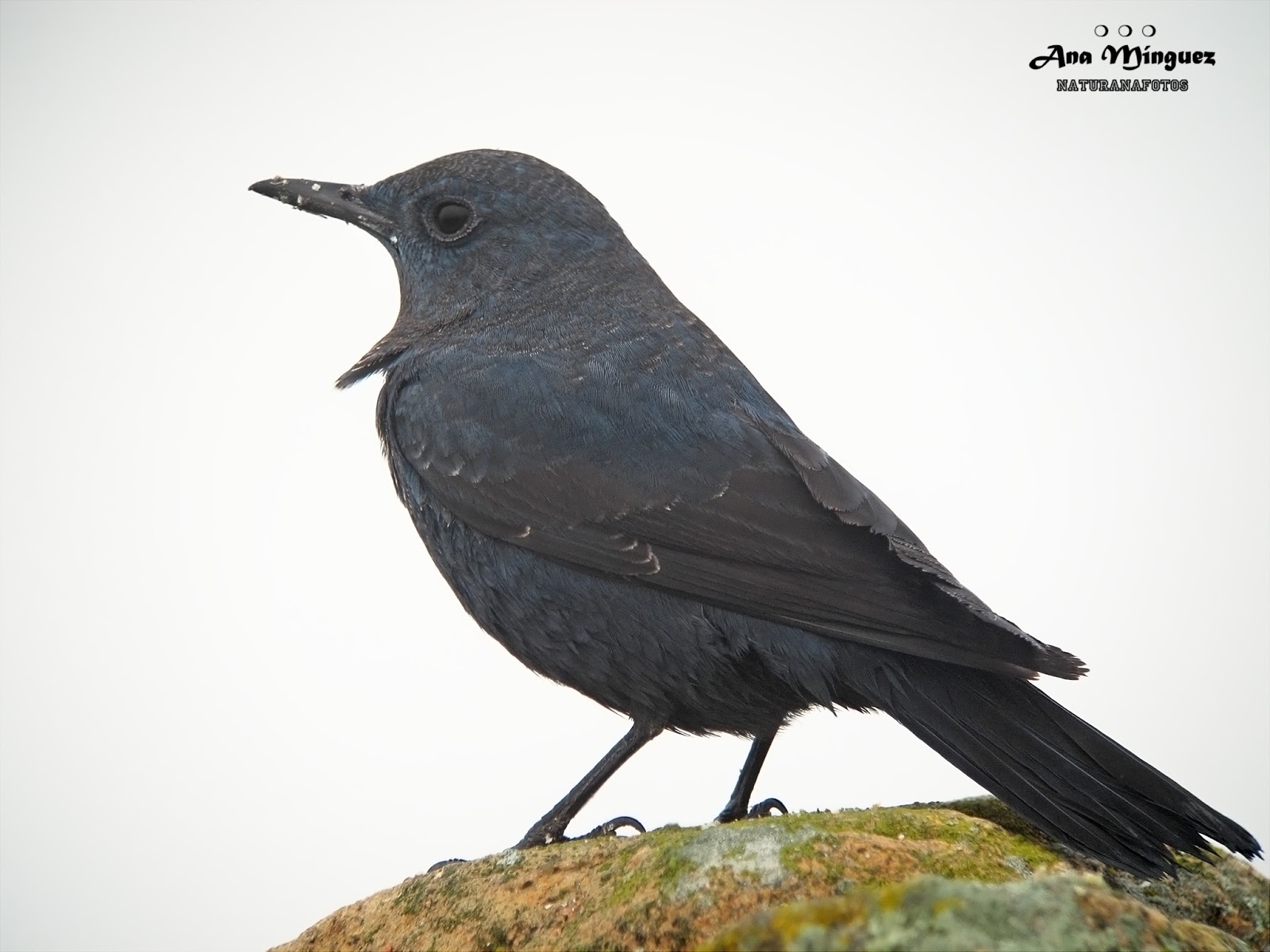NATURANAFOTOS: Roquero solitario y Felices Fiestas
