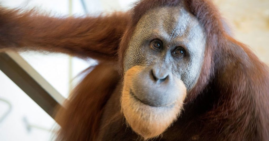 Orangotango encontrado é capaz de imitar a fala humana pela primeira ...