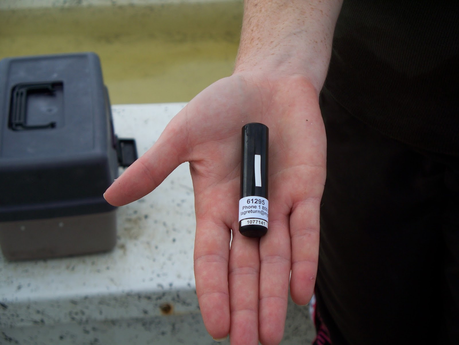 From Reefs to Rivers: Florida's Fisheries Science Blog: Where did my ...