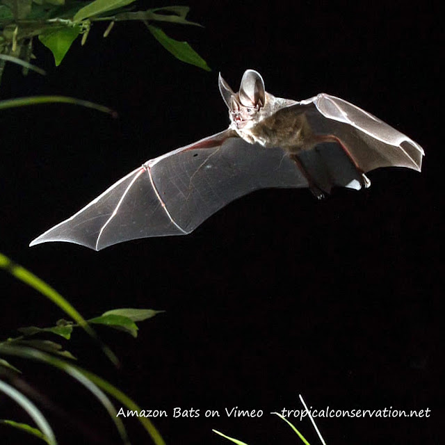 Amazon Bats
