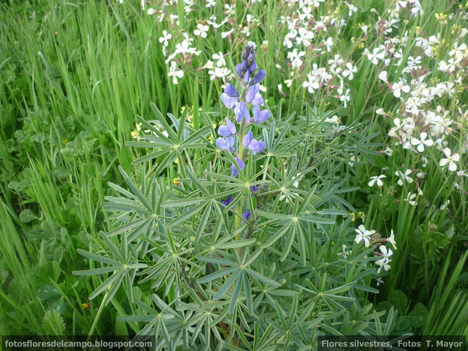 Flores y plantas silvestres: " Lupinus angustifolius ". Altramuz azul ...