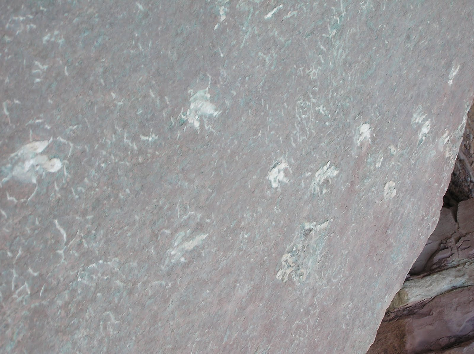 Sedimentary Lifestyle: Ichnology