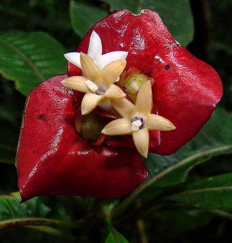 Hooker Lip's:Bunga berbentuk bibir | Sibersensasi