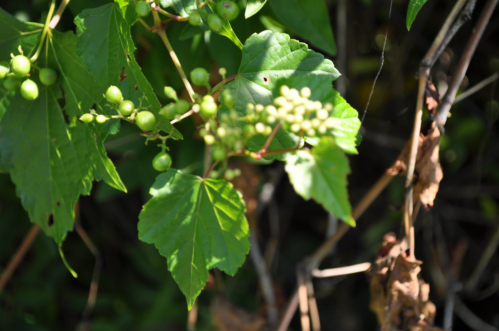 Superoceras: Backyard Botany: Invasive vines