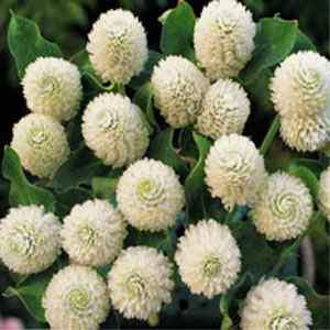 Koleksi Tanaman Hias: BUNGA KENOP (Gomphrena globosa L. )