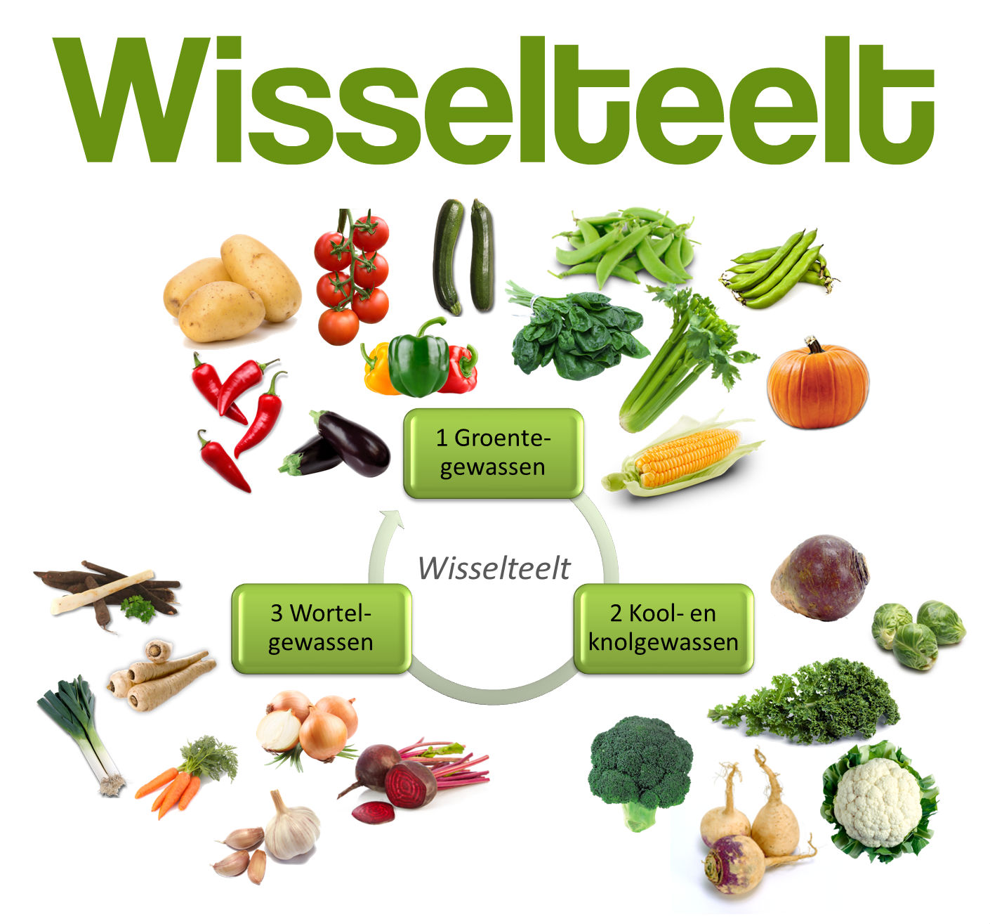 Het Méga Moestuin Stappenplan! | De Boon in de Tuin
