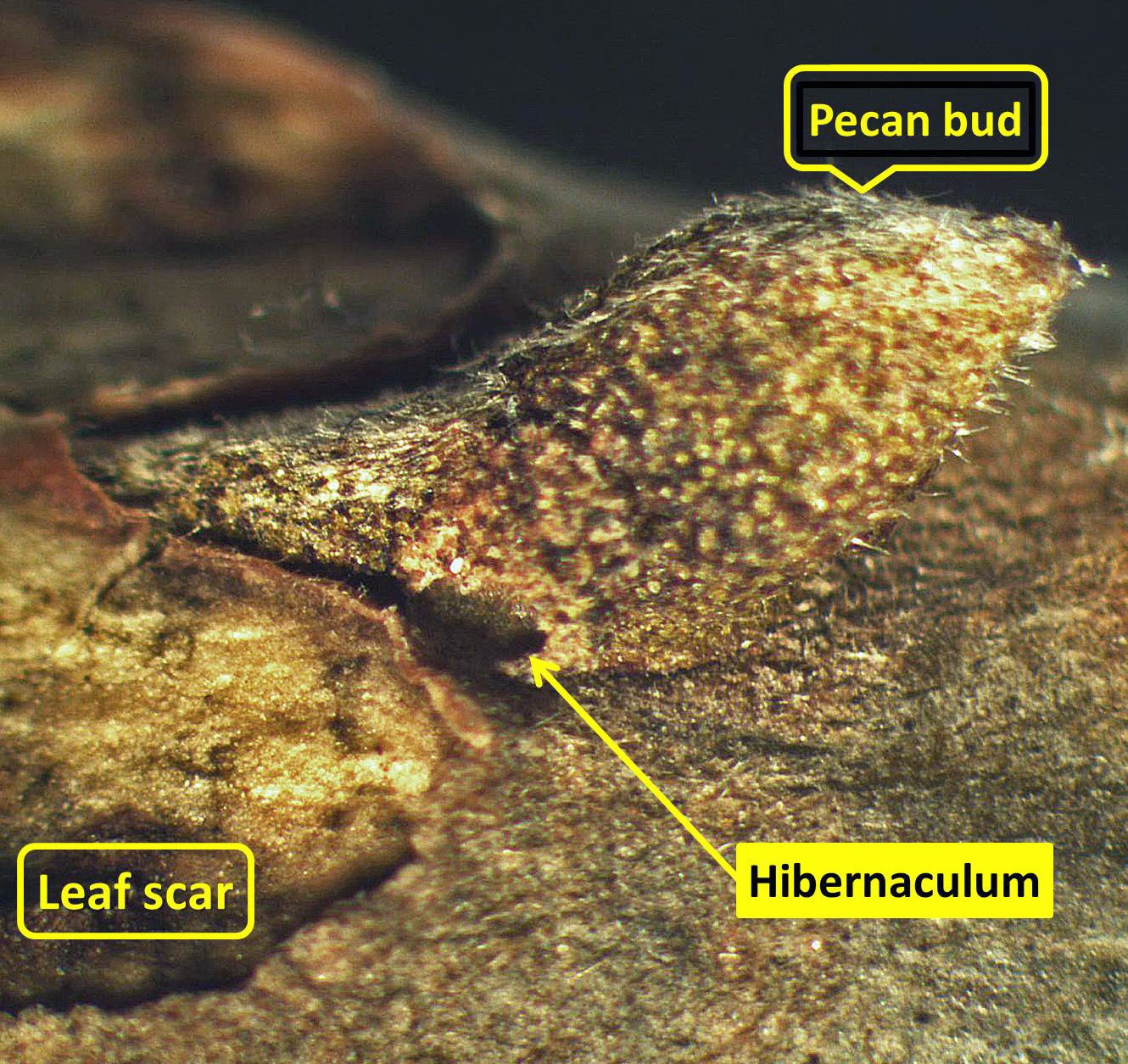 Northern Pecans: Pecan nut casebearer's winter home