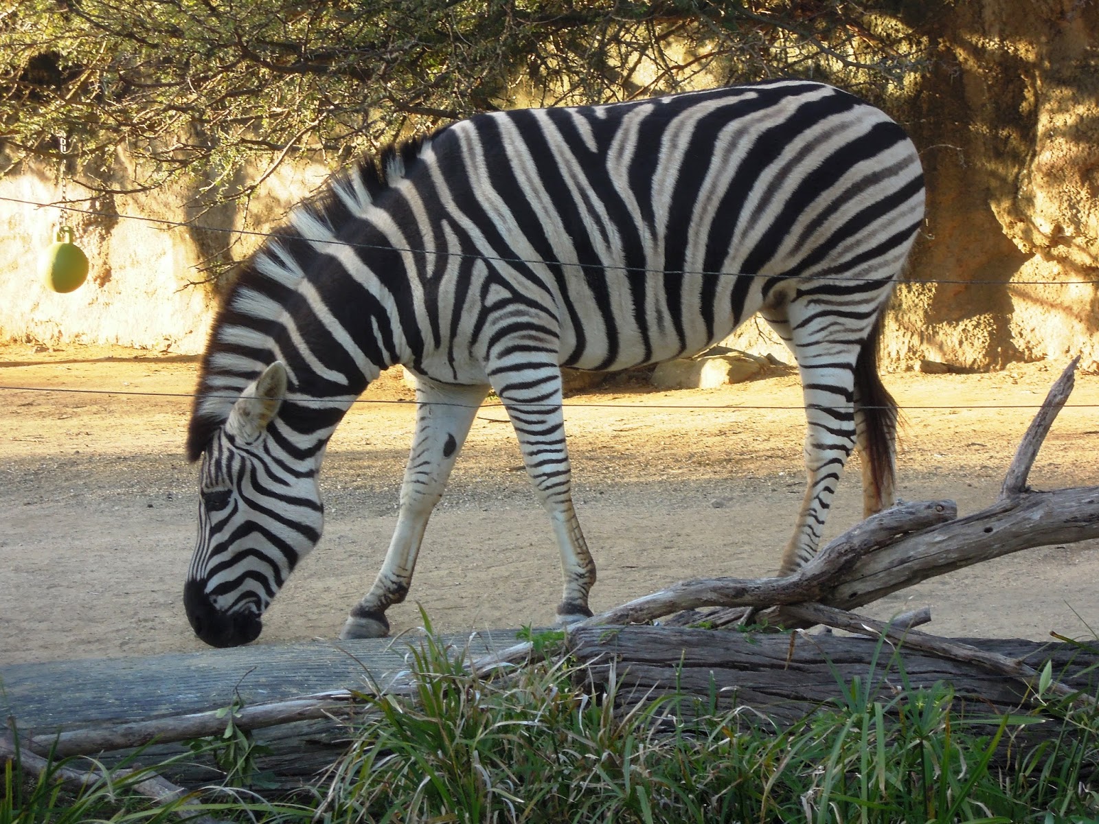 The Wild Reed: A Visit to Sydney's Taronga Zoo
