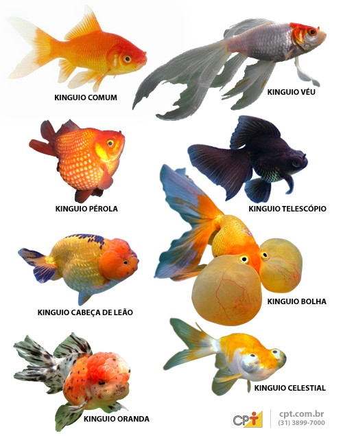 PLANETA PEIXES: Kinguio - alimentação, reprodução e variedades