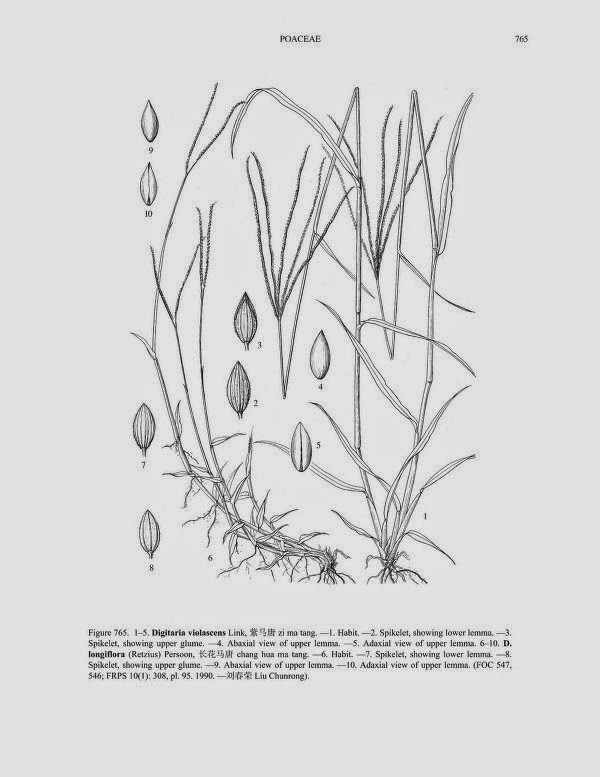 Flora de Puerto Rico Ilustrada Papo Vives: POACEAE DIGITARIA LONGIFLORA