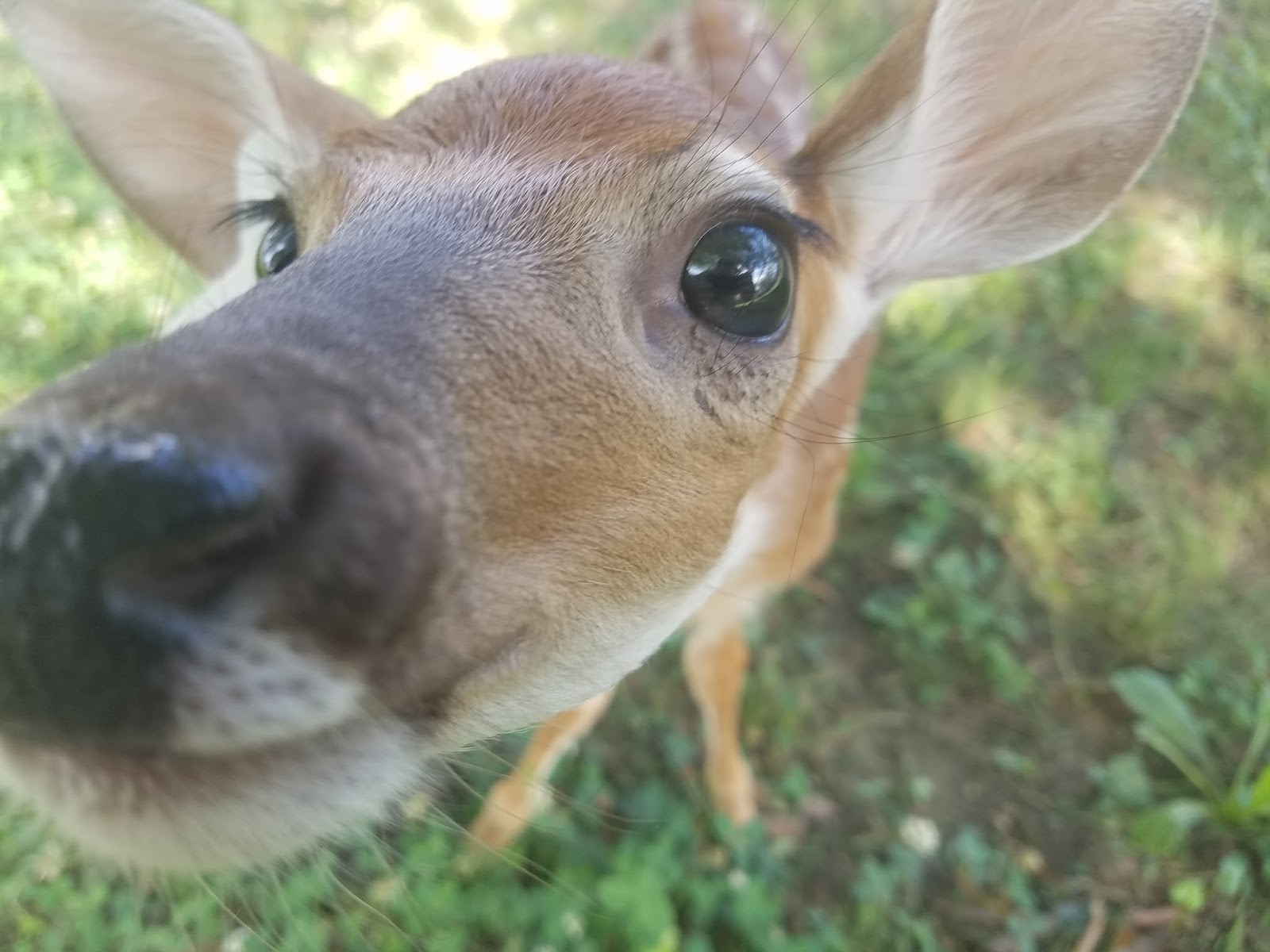 Endangered Education: Fawning Over Fawns