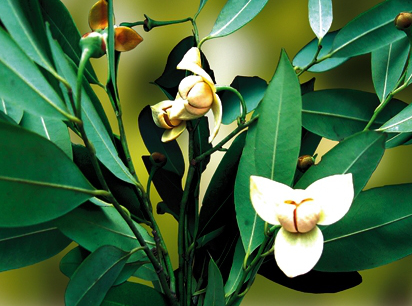 Rumduol flower represents the identity of the Khmer nation - Srokkhmer