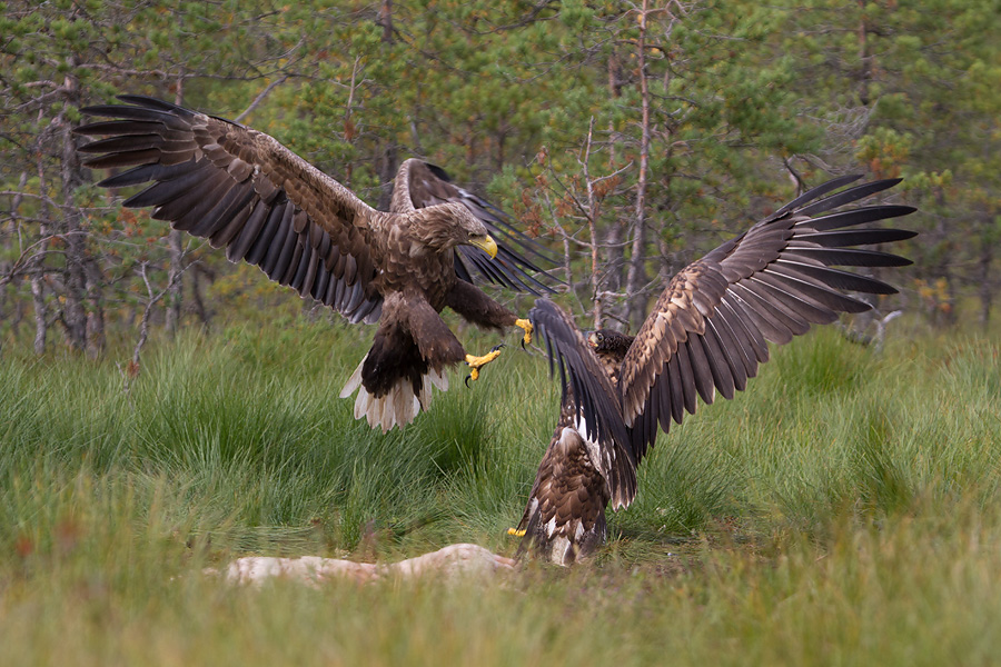 Estonian Nature Tours: Geese and swans go home! We won't go – a grey ...