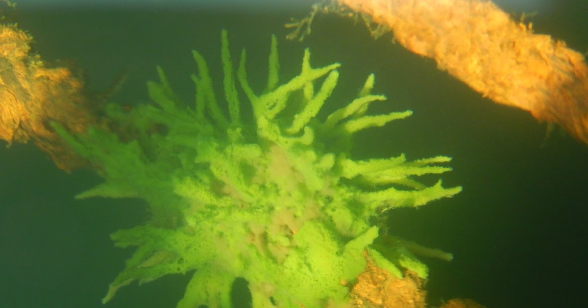 Powell River Books Blog: Coastal BC Animals: Freshwater Sponge