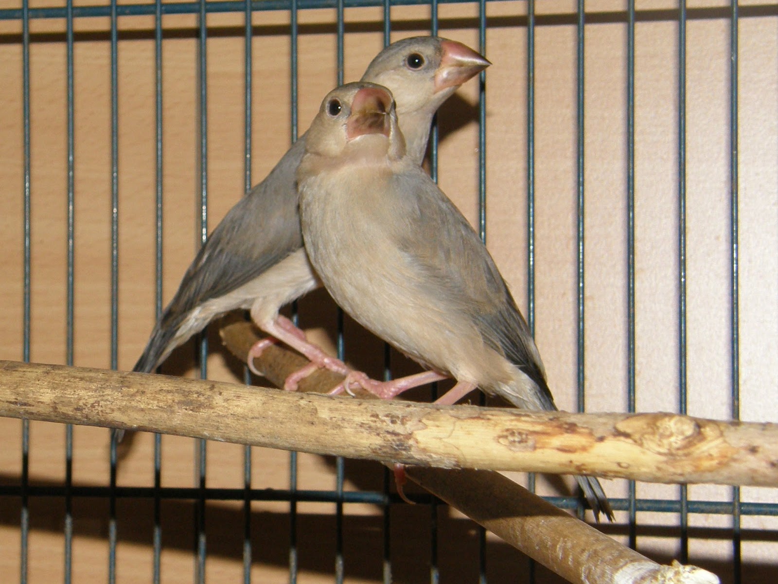 Mes jeunes paddas Opale et TS