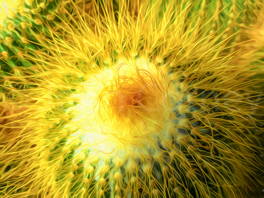 Photography and Digital Art by John Corney: Mammalian Cactus