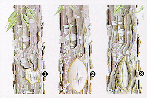 Earth and Space News: Tree Wound Responses: Healthy Wound Closures by ...